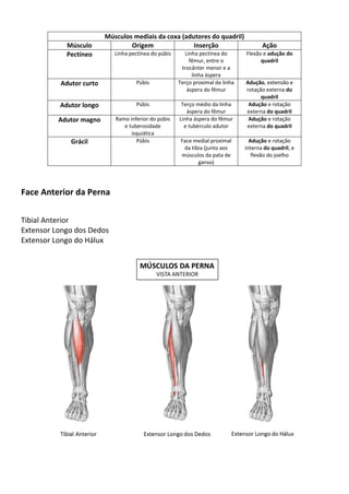 Apostila-Musculos.pdf