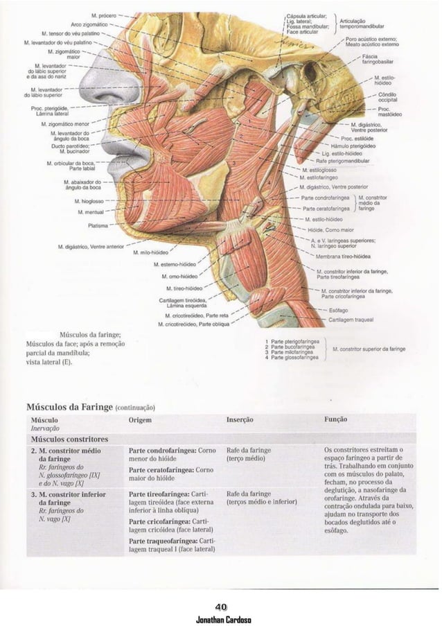 Apostila anatomia cabeça e pescoço