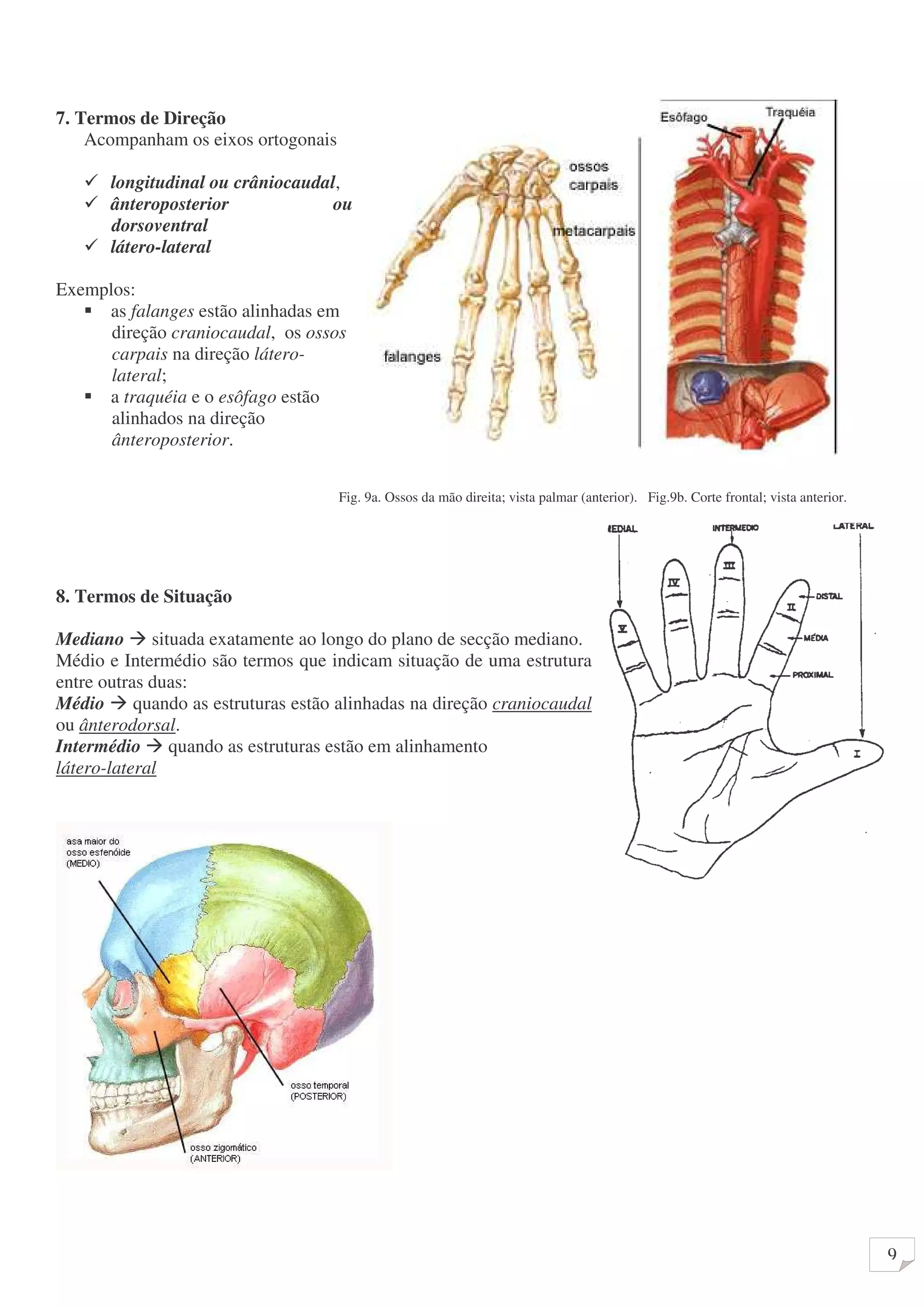 Apostila anatomia geral humana | PDF