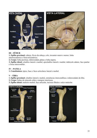 Apostila completa anatomia veterinaria | DOC