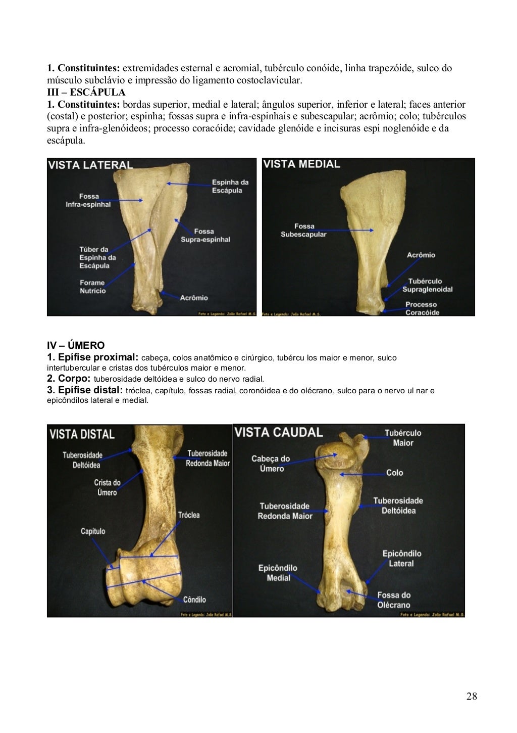Apostila completa anatomia veterinaria