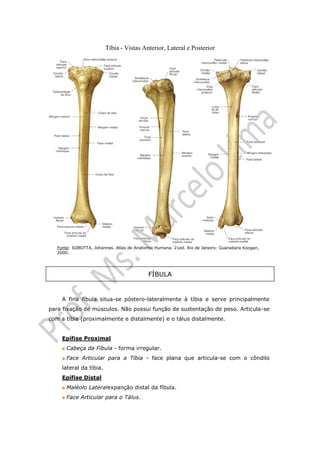 Apostila de osteologia dos mmss e mmii (1) | PDF