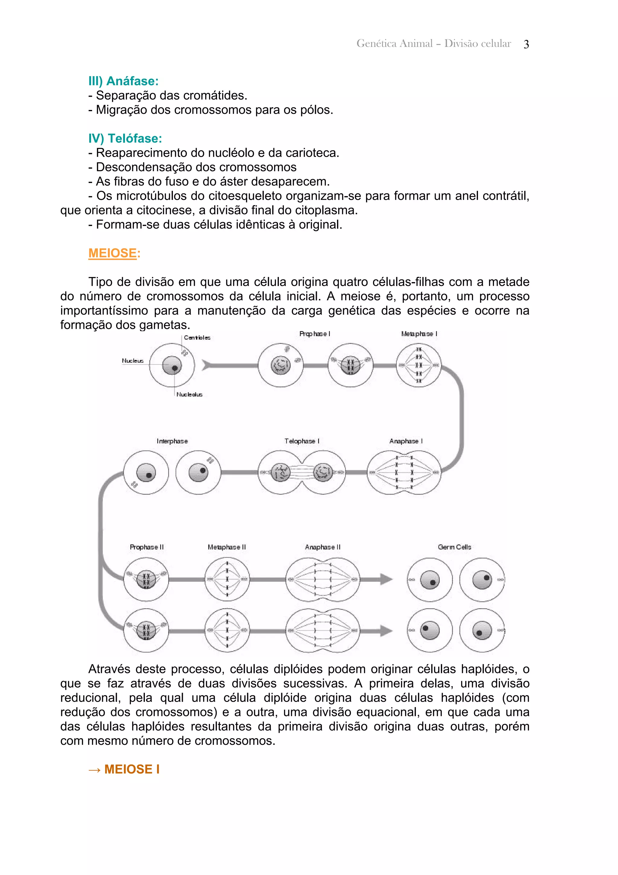 Apostila Divisão Celular Uff Pdf