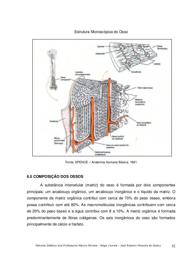 Anatomia Humana Basica Alexander Spence Pdf Amabool