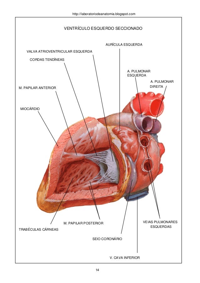 Apostila Sistema Circulatório-2016