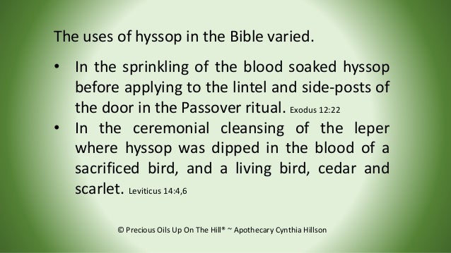 Apothecary Mama Teaching on Hyssop ~ A Plant of the Bible