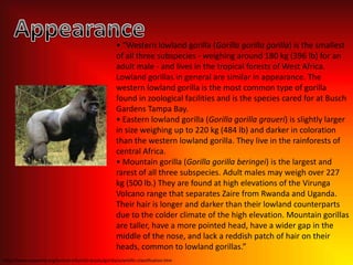 Gorillas | PPTX