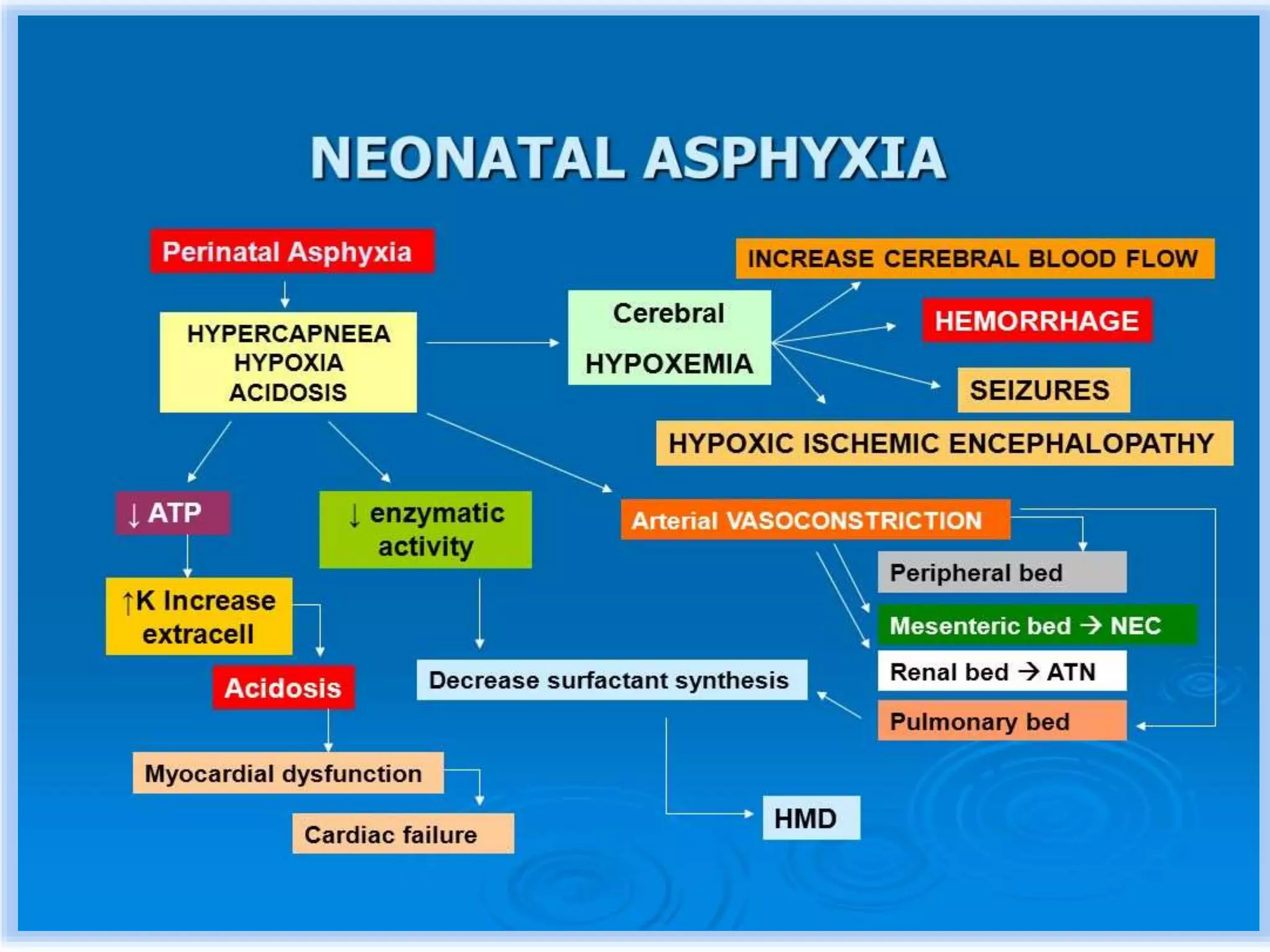 Asphyxia Neonatorum by Shagufta Nisar | PPTX