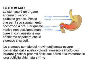 Apparato digerente | PPT