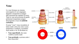 Apparato cardiovascolare | PPTX