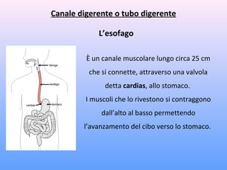 App. digerente | PPT
