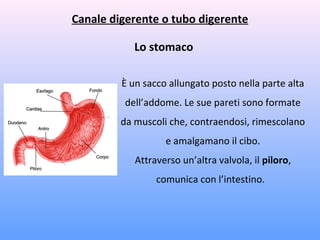 App. digerente | PPT