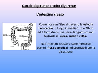 App. digerente | PPT