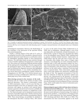 A comparison od teeth in Tithonian, late Jurassic | PDF