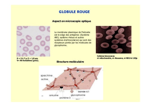 Facteurs associés aux globules rouges et protection contre le paludis…