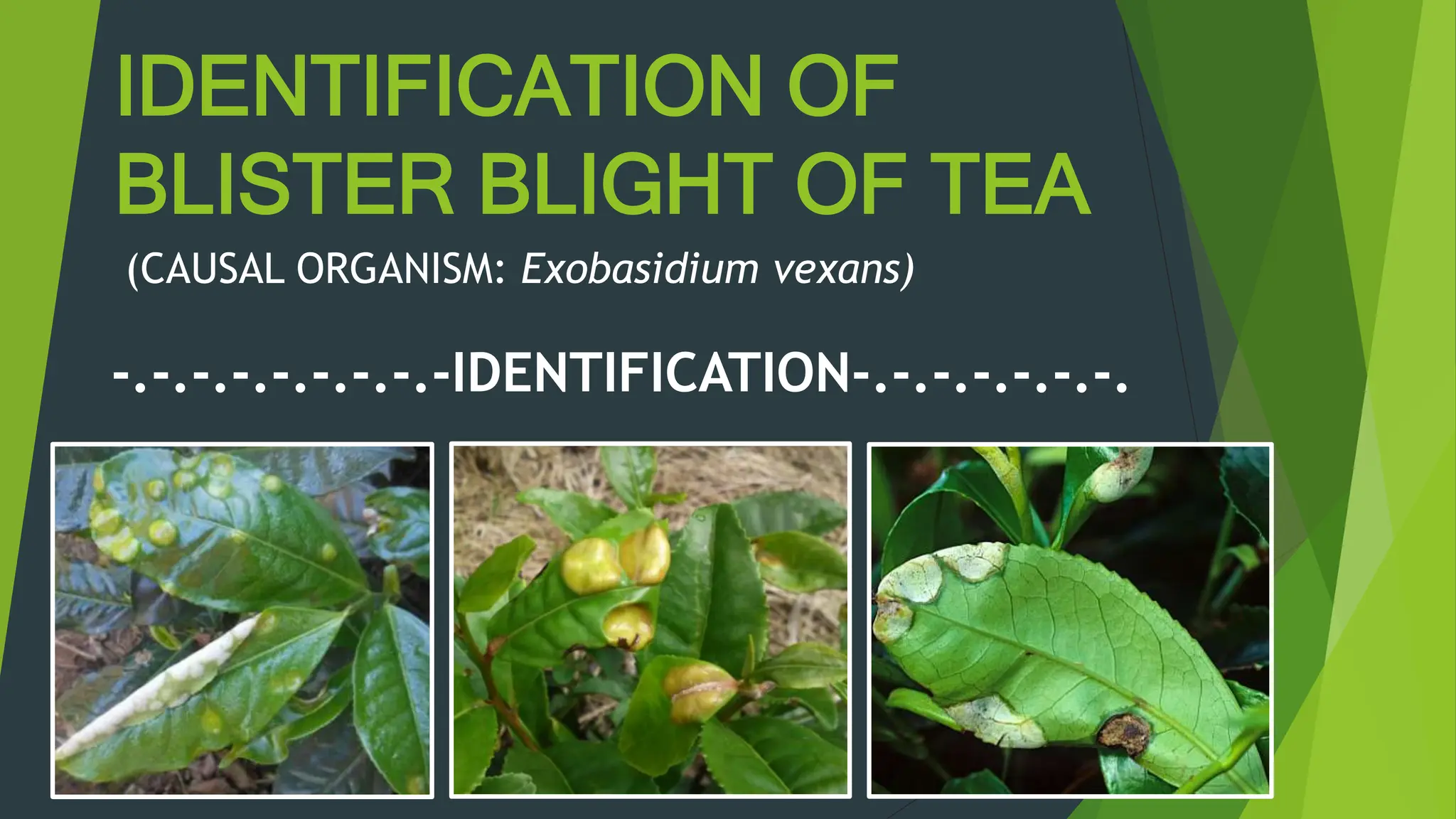 Identification of blister blight of tea | PPTX