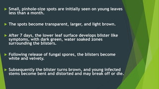 Identification of blister blight of tea | PPTX