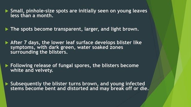 Identification of blister blight of tea | PPTX