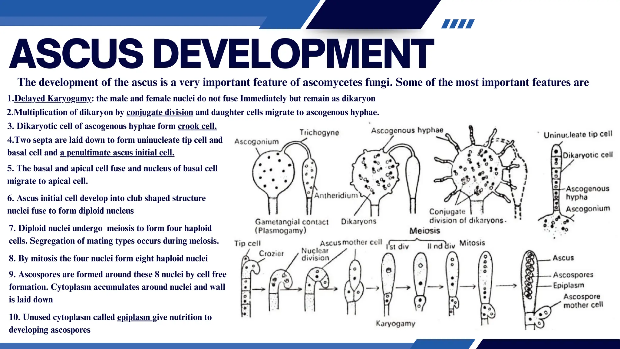 Mycology:Characteristics of Ascomycetes Fungi | PPT
