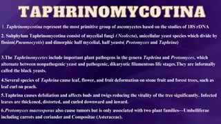 Mycology:Characteristics of Ascomycetes Fungi | PDF