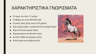 ΑΛΟΓΟ APPALOOSΑ.pptx