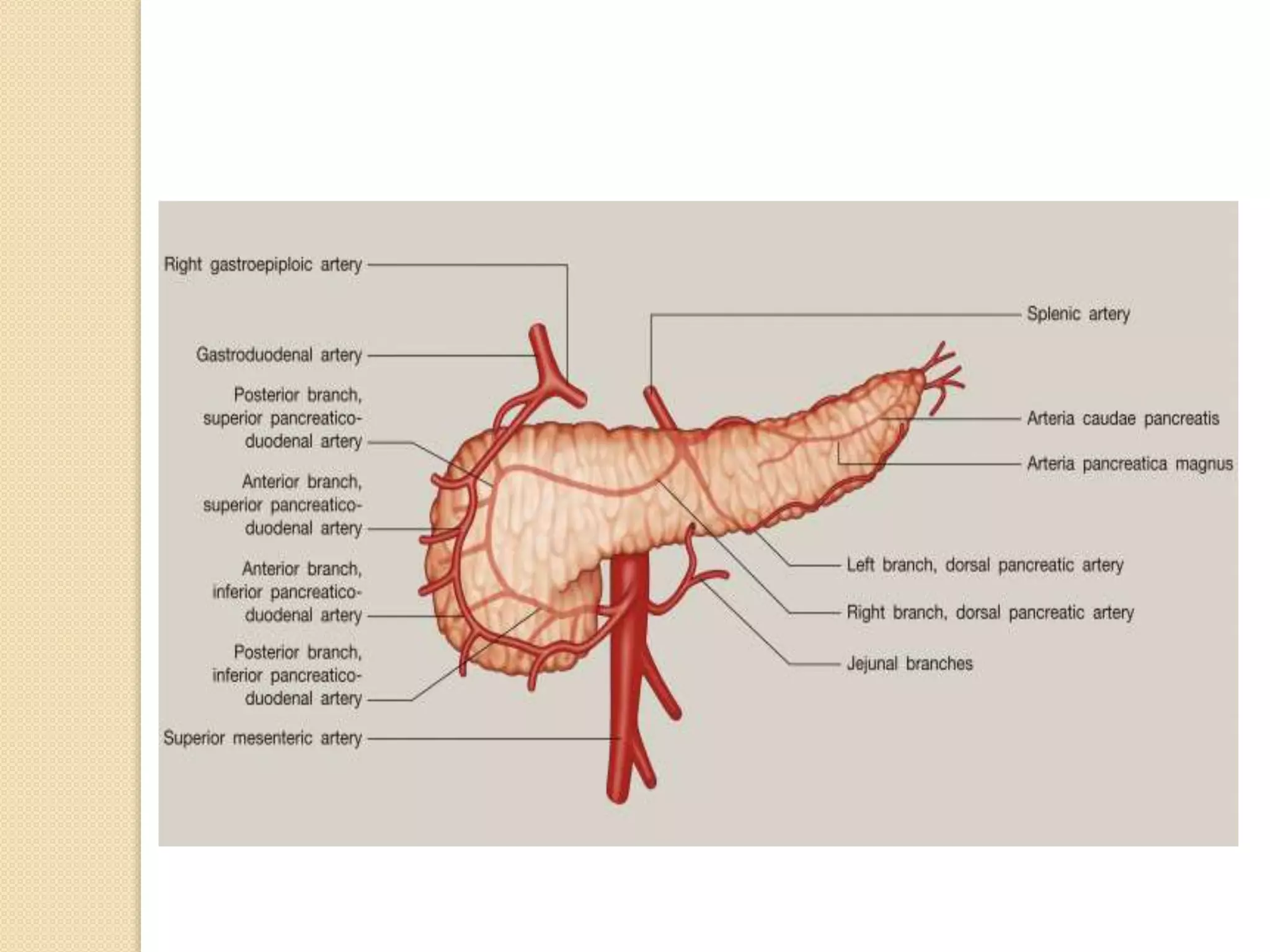 Anatomy and physiology of pancreas | PPTX