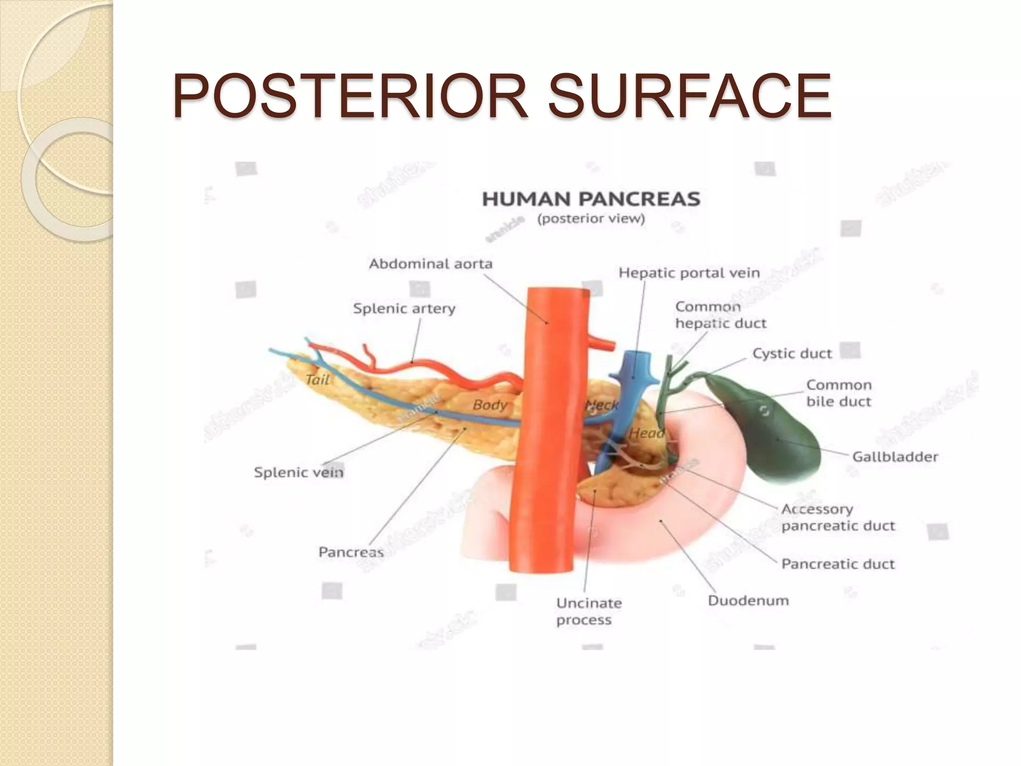 Anatomy and physiology of pancreas | PPTX