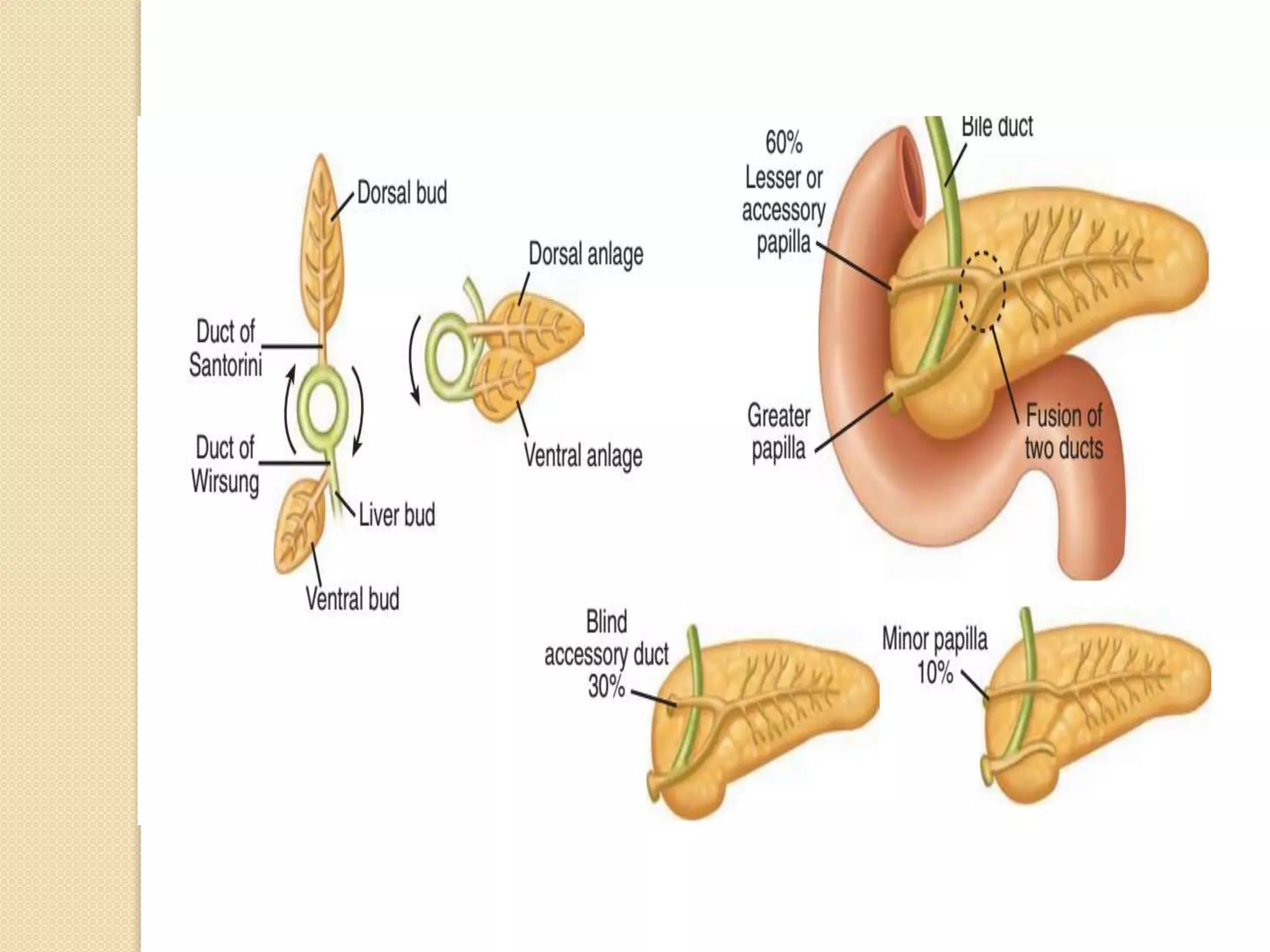 Anatomy And Physiology Of Pancreas | Pptx