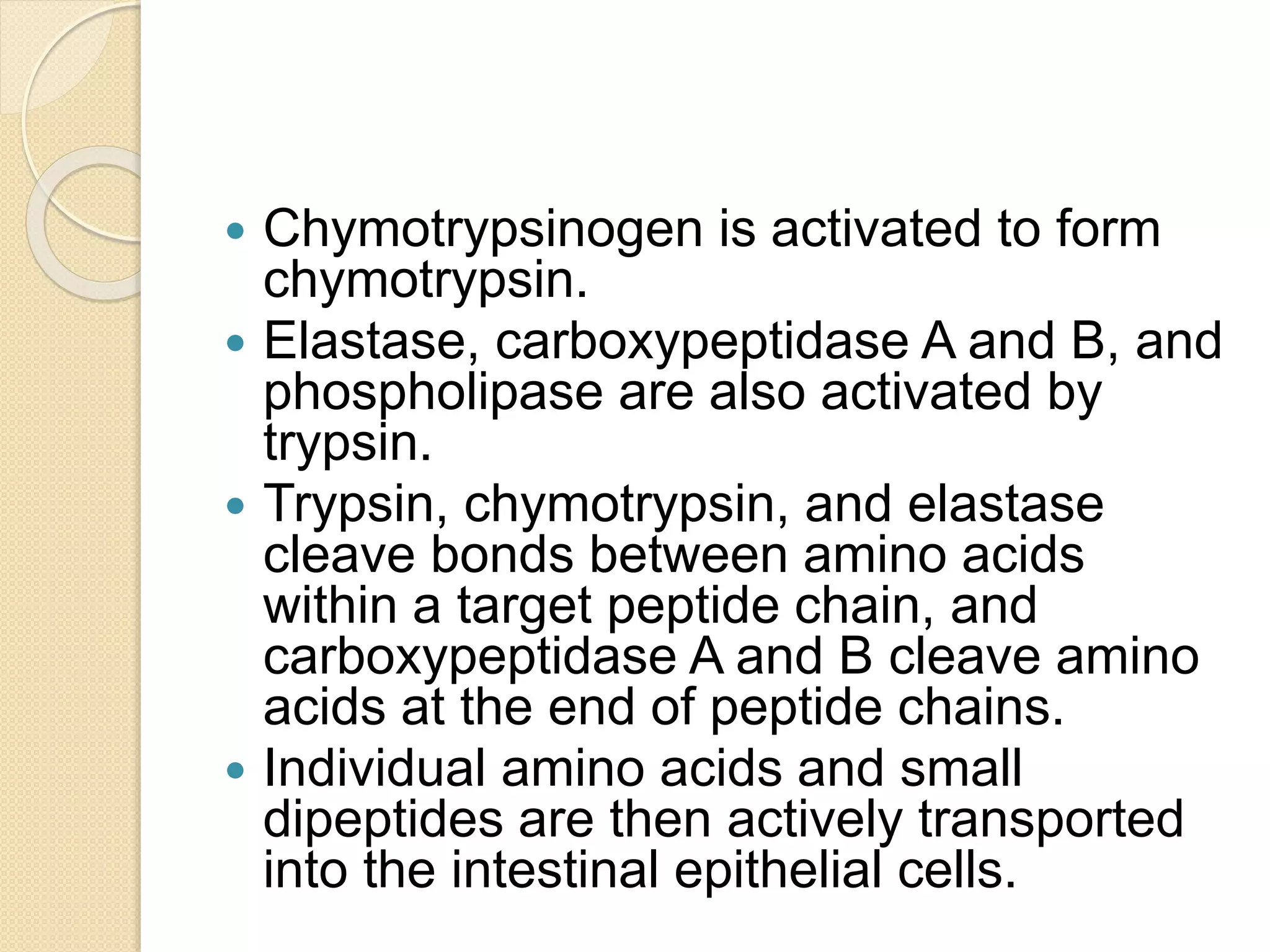 Anatomy and physiology of pancreas | PPTX