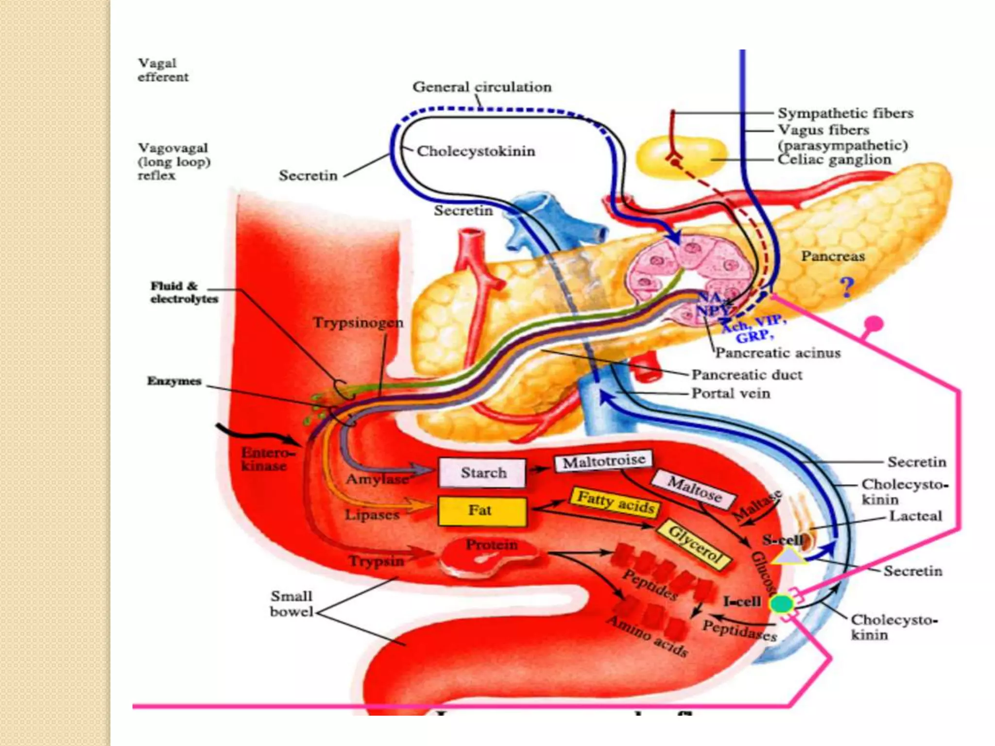 Anatomy and physiology of pancreas | PPTX