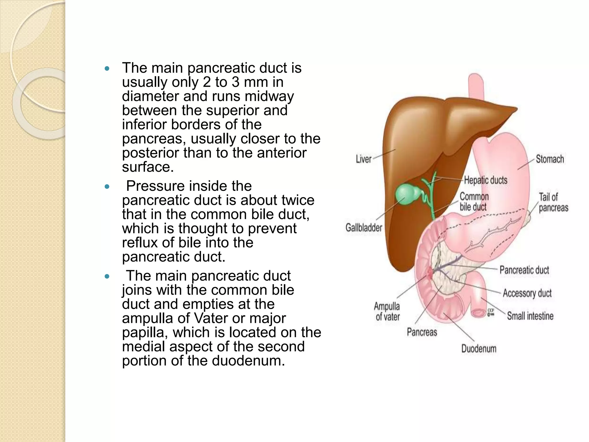 Anatomy and physiology of pancreas | PPTX