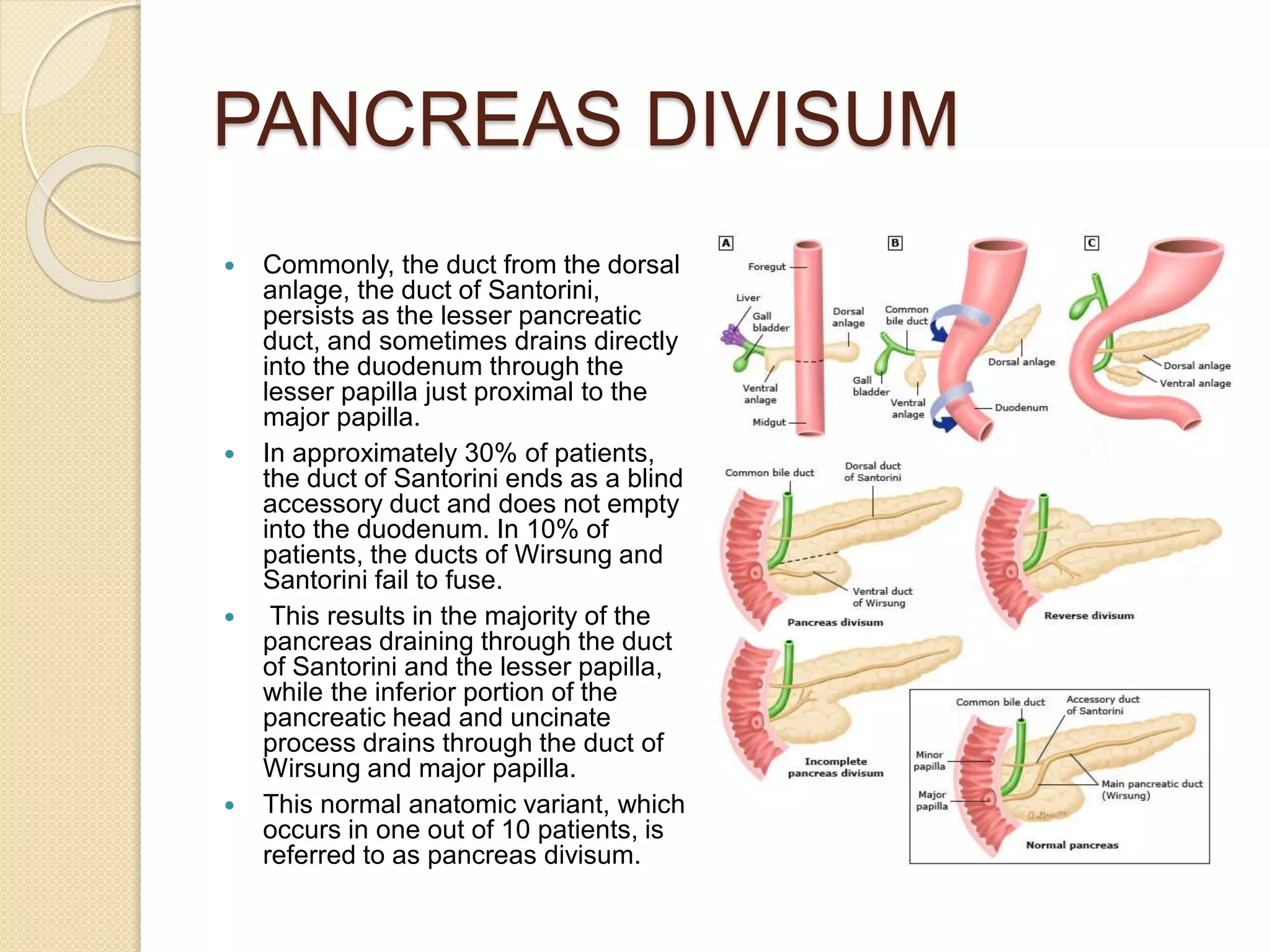 Anatomy and physiology of pancreas | PPTX