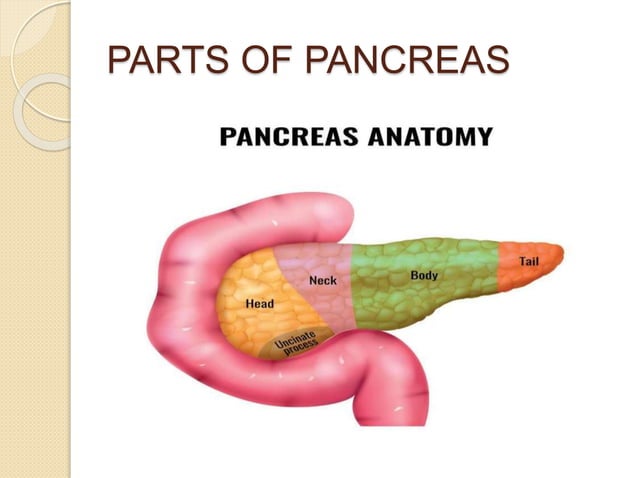 Anatomy and physiology of pancreas | PPTX