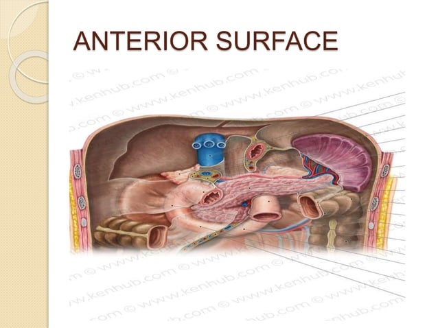 Anatomy and physiology of pancreas | PPTX
