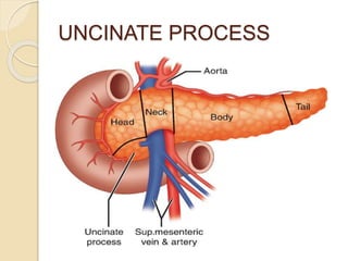 Anatomy and physiology of pancreas | PPTX