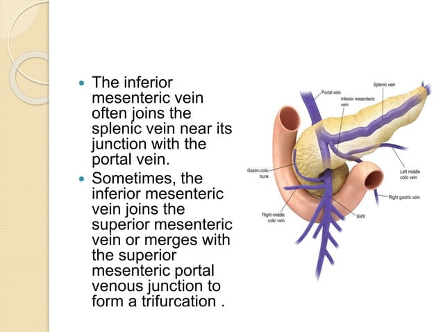 Anatomy and physiology of pancreas | PPTX