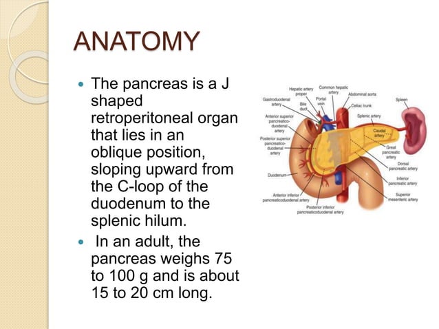 Anatomy and physiology of pancreas | PPTX