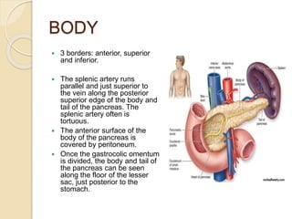 Anatomy and physiology of pancreas | PPTX