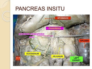 Anatomy and physiology of pancreas | PPTX