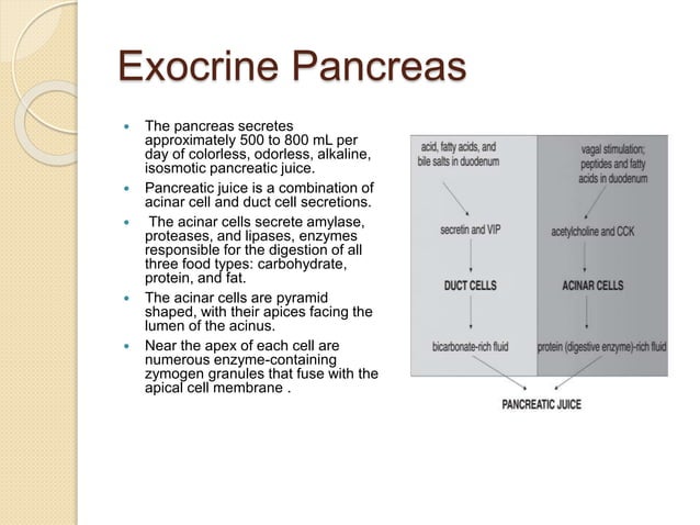 Anatomy and physiology of pancreas | PPTX