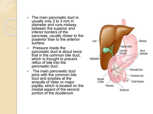 Anatomy and physiology of pancreas | PPTX