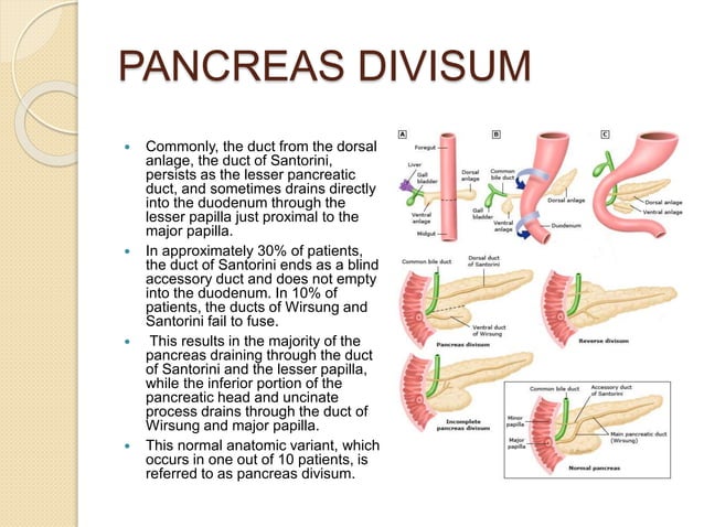 Anatomy and physiology of pancreas | PPTX