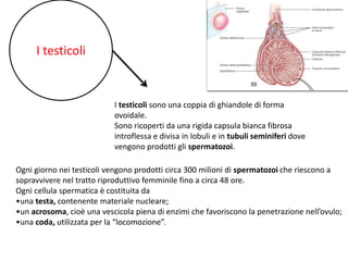 Apparati riproduttivi | PPTX