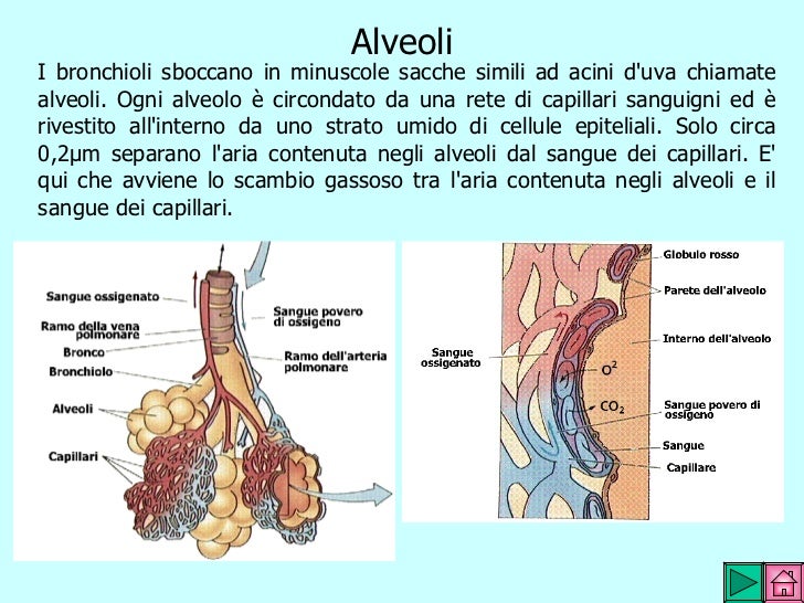Apparato Respiratorio