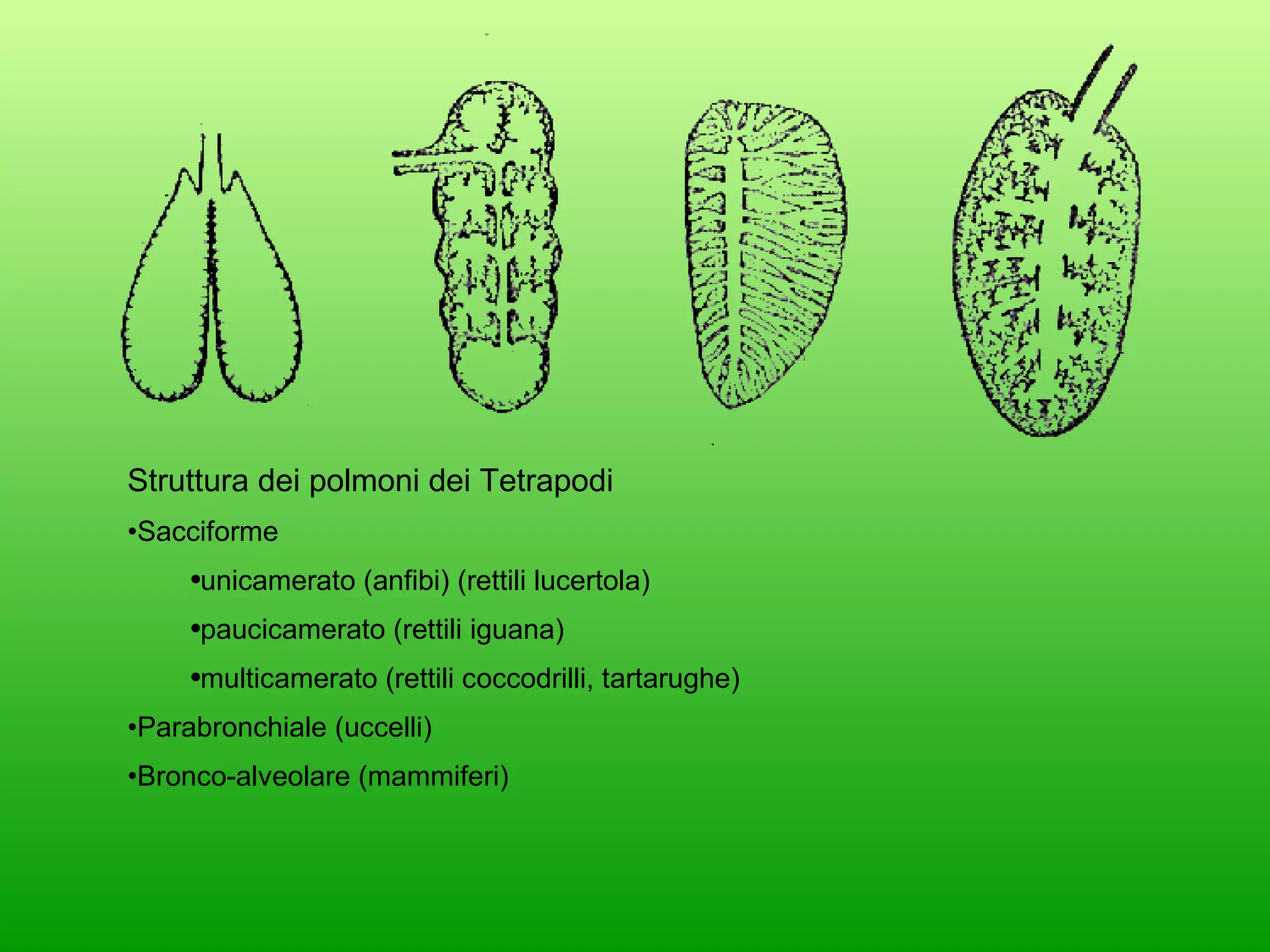 Apparato Respiratorio Dei Vertebrati | PPT