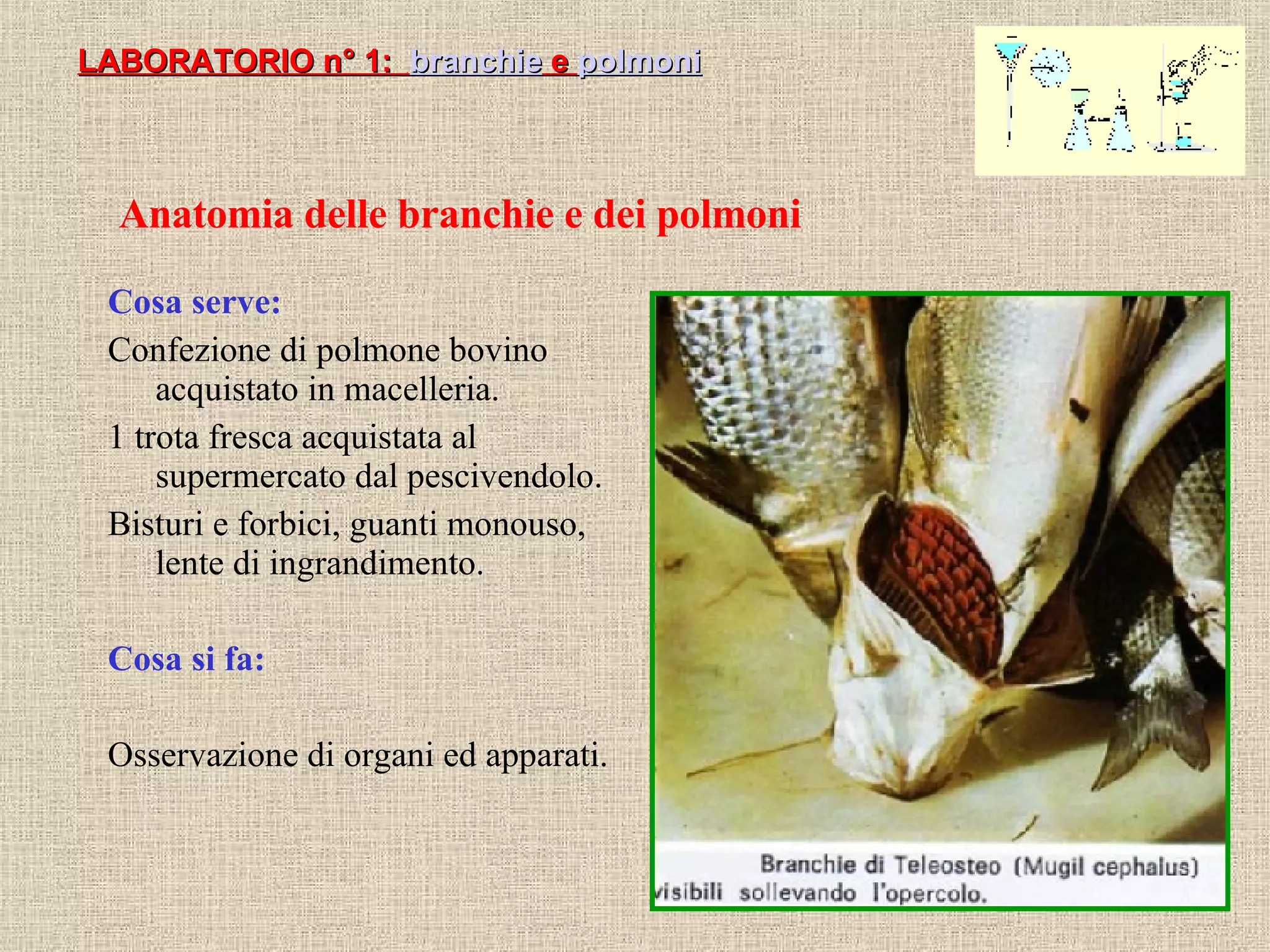 Apparato Respiratorio Dei Vertebrati | PPT