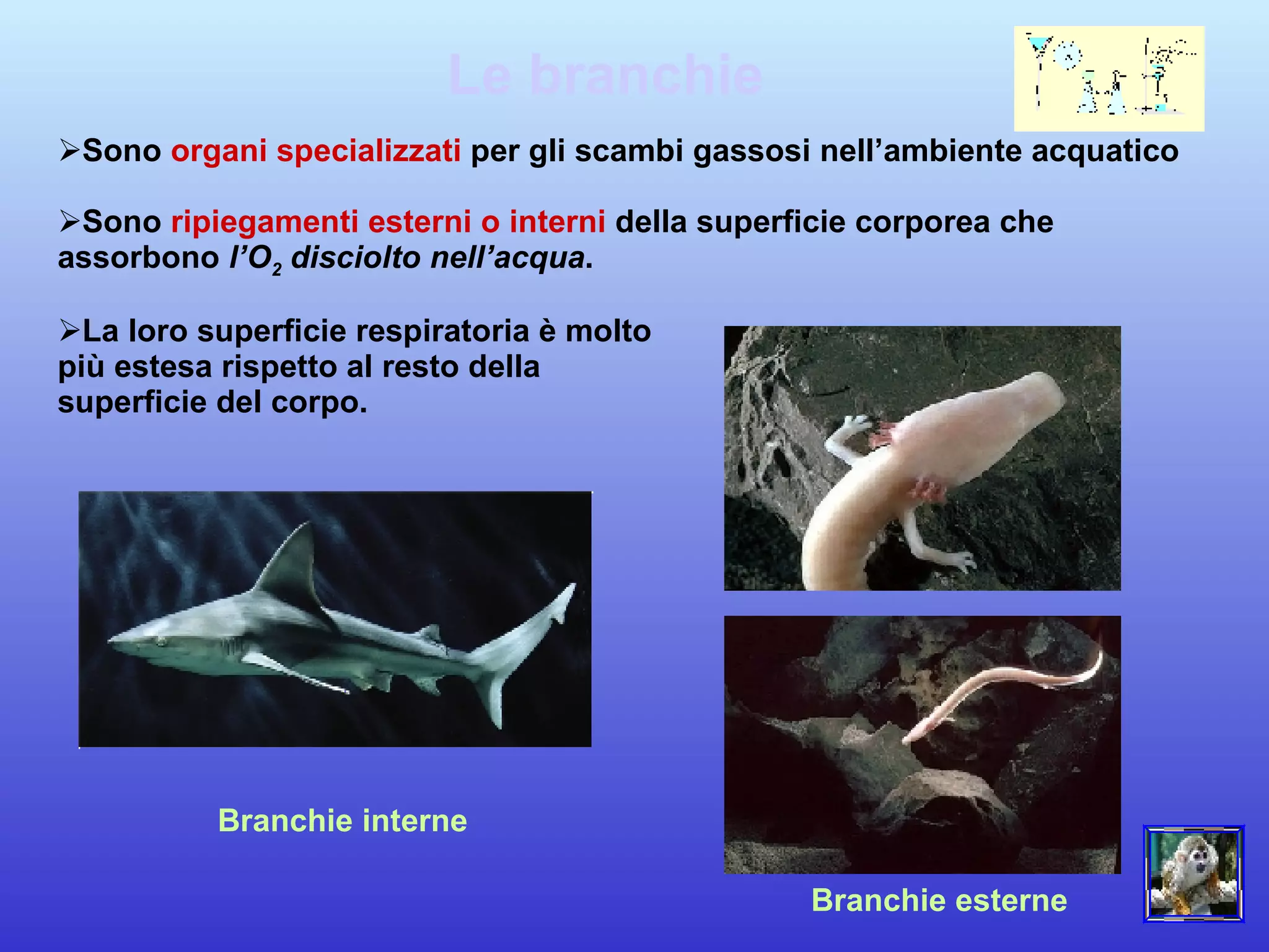Apparato Respiratorio Dei Vertebrati | PPT
