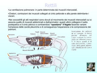 Apparato Respiratorio Dei Vertebrati | PPT