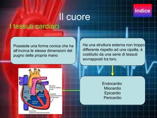 Apparato cardio circolatorio | PPT