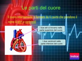 Apparato cardio circolatorio | PPT